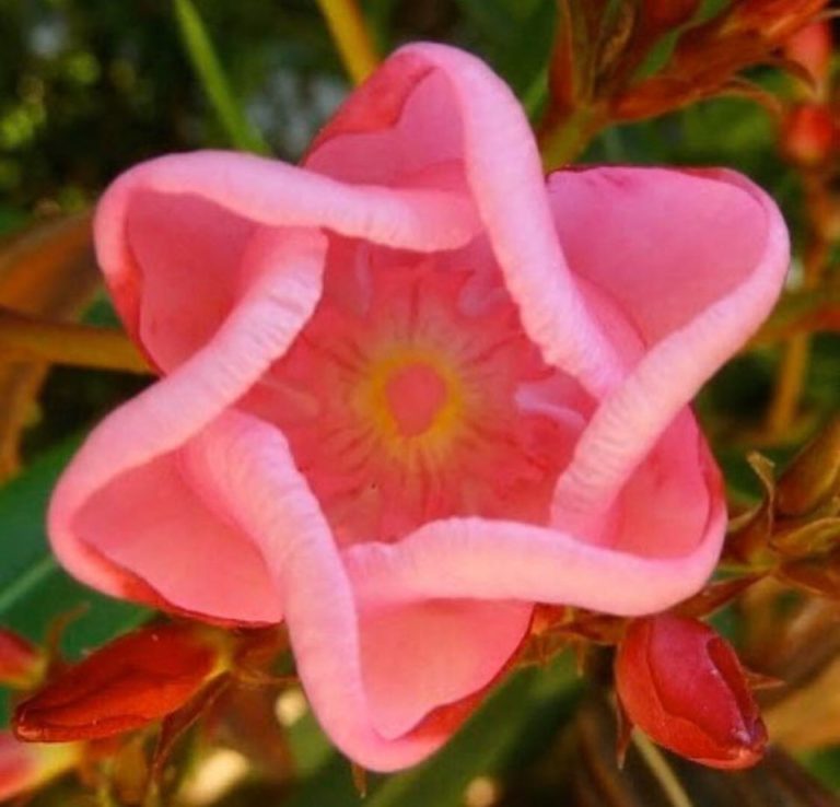 Shabbat Shalom Archives - Humans of Judaism